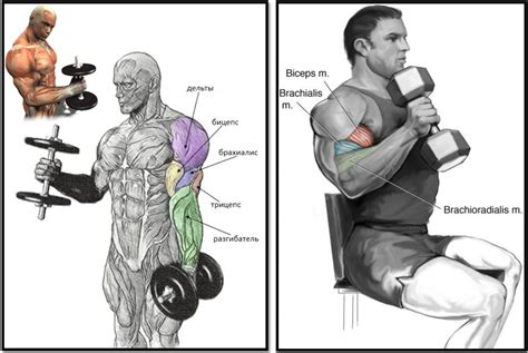 Упражнения гантелями на бицепс Упражнения на бицепс с гантелями техника выполнения