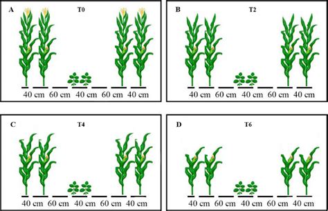 Schematic Representation Of Maize Canopy As Affected By Leaf Excising Download Scientific
