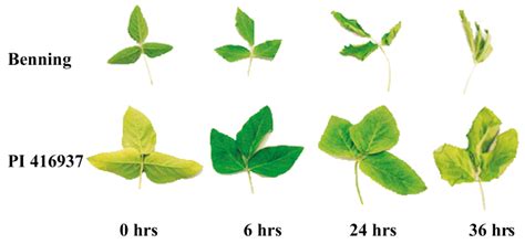 In Search For Drought Tolerant Soybean Is The Slow Wilting Phenotype More Than Just A Curiosity