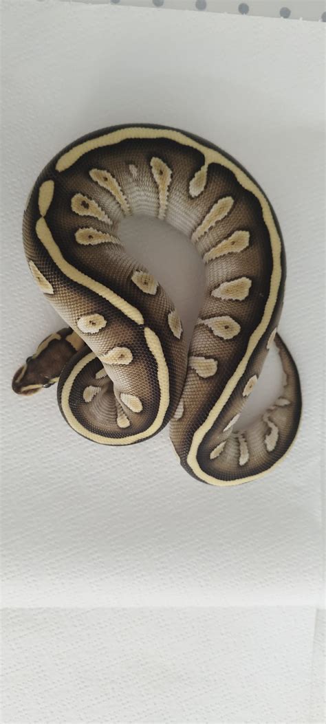 Identification Morph Ball Pythons Morphmarket Reptile Community