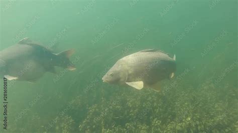 Underwater Footage Of Swimming Big Danube Carps Cyprinus Carpio Underwater Video In The Lake