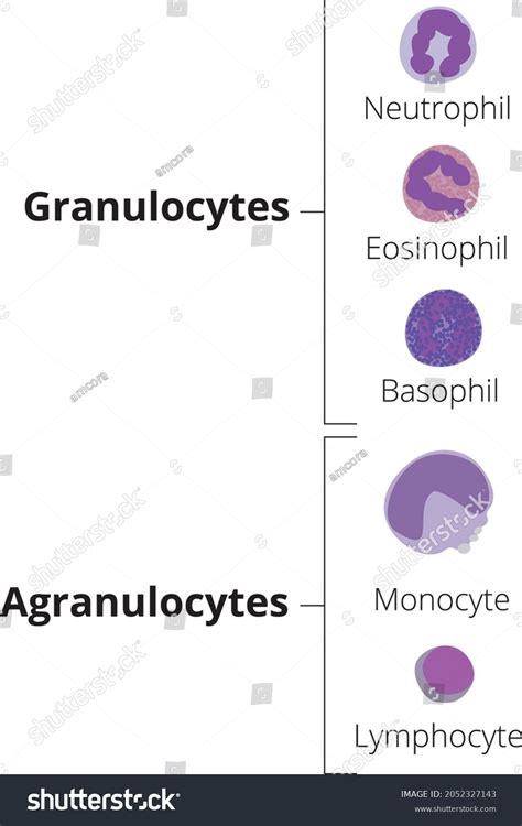Granulocytes And Agranulocytes