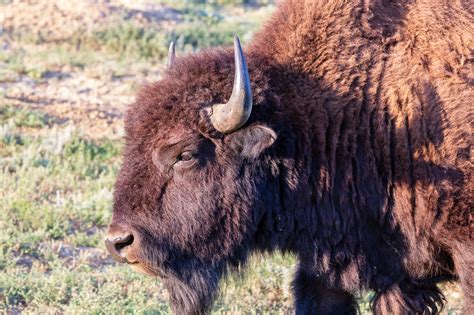 Definitive Guide To American Bison Facts Habitat Conservation Status