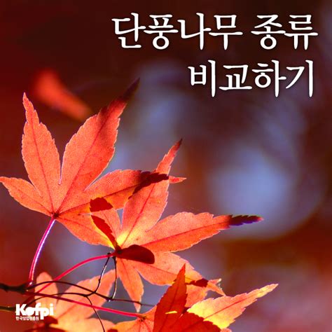 단풍나무 종류와 특징 구별법 살펴보기 당단풍 고로쇠 복자기 등 네이버 블로그