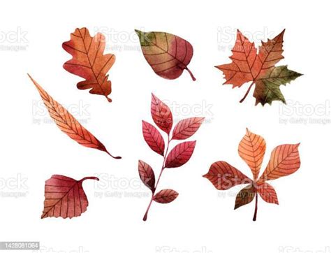 수채화 손으로 그린 가을 잎의 그림 흰색 배경에 격리 된 개체 다양한 가을 디자인 만들기 위해 10월에 대한 스톡 벡터 아트 및 기타 이미지 Istock