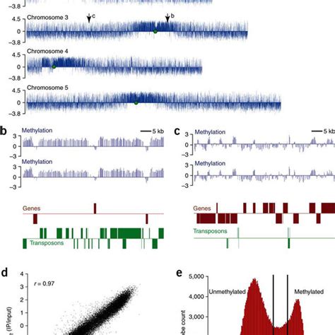 Genome Wide Mapping Of Dna Methylation In A Thalianaa Dna Download Scientific Diagram