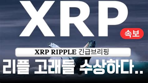 리플 코인 리플 고래들 정말로 수상한 이유 움직임이 심상치 않습니다 리플목표가 리플호재 리플전망 리플코인목표가 리플코인호재 리플코인전망 Youtube