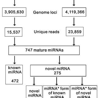 Schematic Representation Of Small RNA Library Sequencing And Subsequent Download Scientific