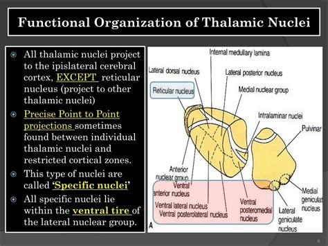 Ppt Understanding The Thalamus And Limbic System Anatomy Functions