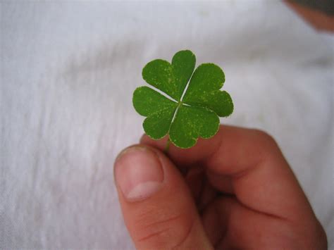 Fibonacci Sequence Explains Why Four Leaf Clovers Are So Rare
