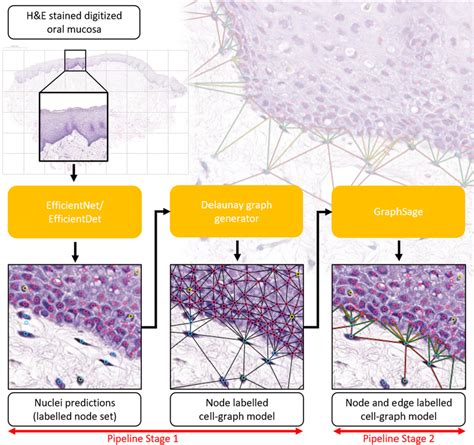 Ml Pipeline For Cell Graph Construction And Histological Feature