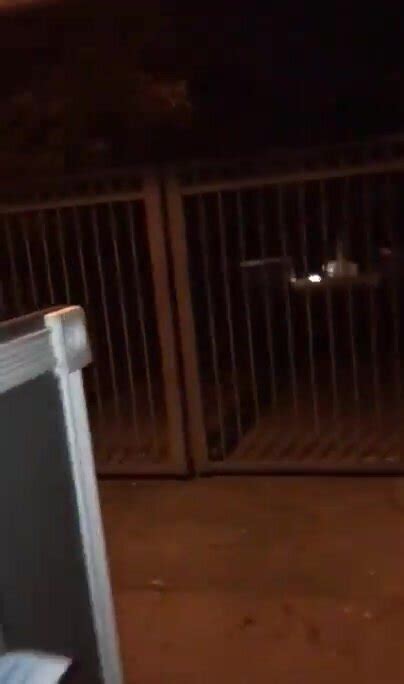 Desperate Girl Pisses Over Railing