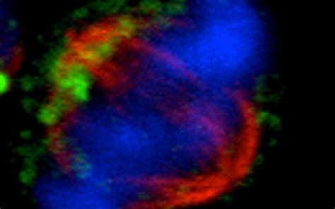 Boosting Immune Cell Memory To Improve Vaccines And Cancer Immunotherapy