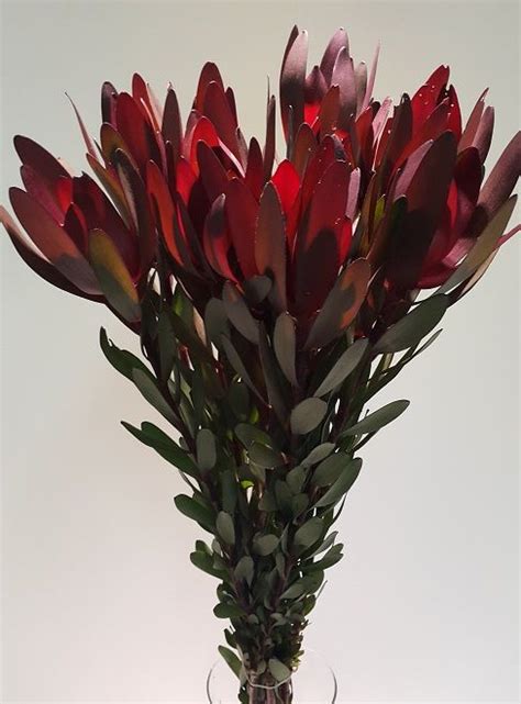 Safari Flower Arrangements