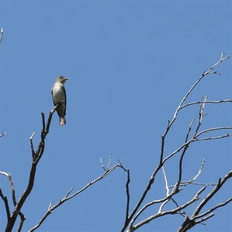 Greater Pewee Facts Diet Habitat And Pictures On Animaliabio