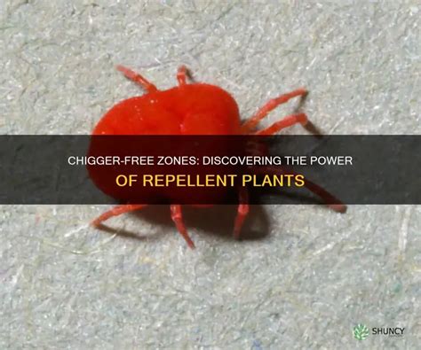 Chigger Free Zones Discovering The Power Of Repellent Plants Shuncy