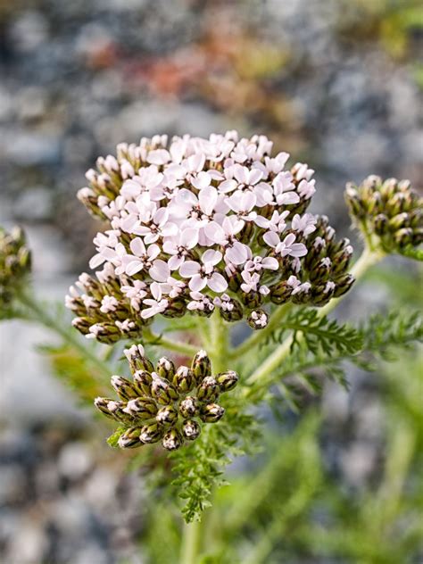Olympus Evolt E 300 With Zuiko Digital 35mm F 3 5 Macro R Vintagedigitalcameras