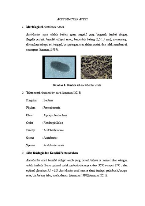 Doc Acetobacter Aceti