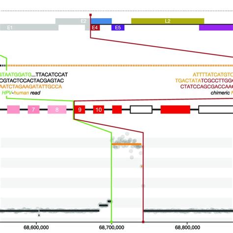 Integrated Analysis Of Hpv Integration Events Breakpoint Locations And