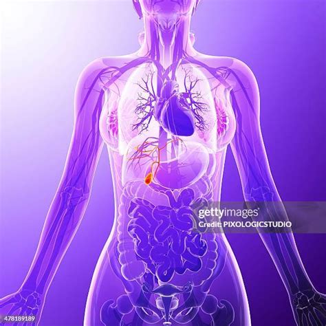 Human Gall Bladder Artwork High Res Vector Graphic Getty Images