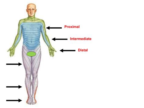 Introduction To Anatomy Dr Ahmed Gamal Pdf