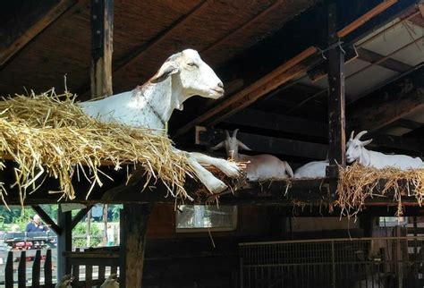 Goat Farm Ridammerhoeve Audio Guide By Morpurgo Fotografie Tmatic