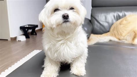 돼지 귀 먹방 │ 수제간식 만들기 1탄 Youtube