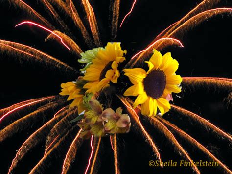 Firework Flower Bouquet Best Flower Site