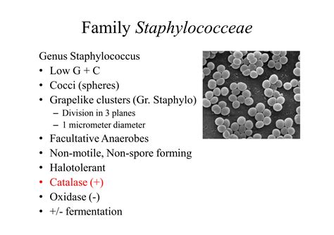 Solution Staphylococcus Spp Studypool