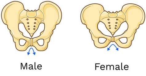 Pelvic Bones Sex Determination Labster