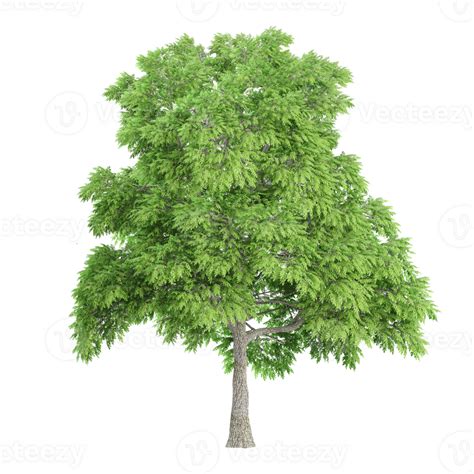 Beautiful Sassafras Tree Isolated On Canvas 53339343 Png Beautiful Sassafras Tree Isolated On Canvas 53339343 Png