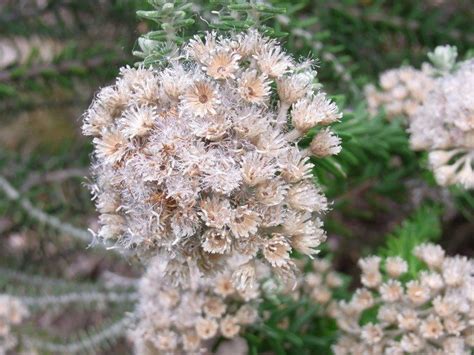Ozothamnus Costatifructus Alchetron The Free Social Encyclopedia