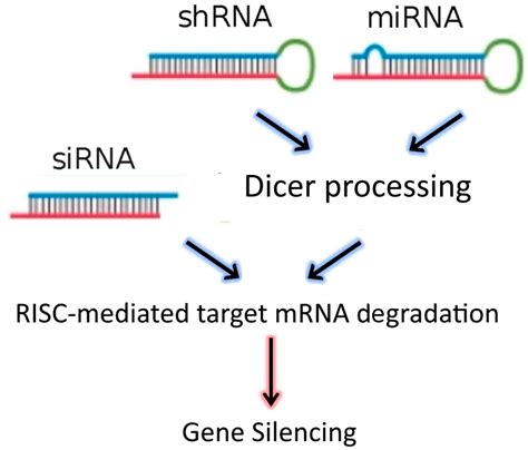 Lipid And Polymer Based Sirna Carriers For Cancer Therapy Encyclopedia