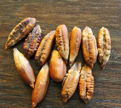 Date Seed Facts And Health Benefits