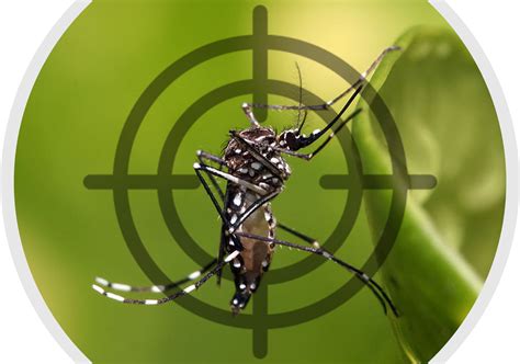 Github Mjrovai Wingbeat Mosquito Tinyml Data And Code Repository For Classifying Mosquito