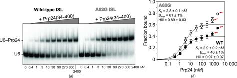 Iucr Structure And Conformational Plasticity Of The U6 Small Nuclear Ribonucleoprotein Core