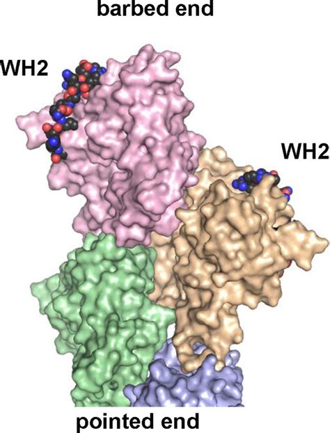 Two Wh2 Domains Modeled On The Barbed End Of An Actin Filament Four