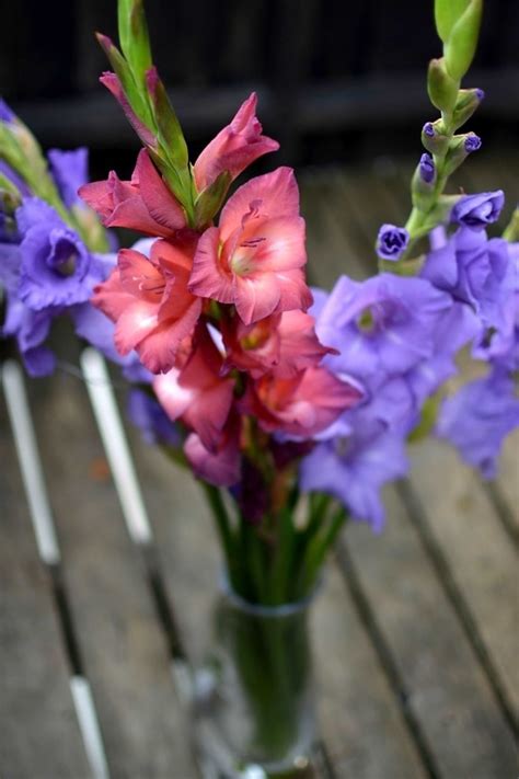 무료 사진 꽃 히 아 신 스 정원 봄 자연 꽃잎 줄기 정원 식물