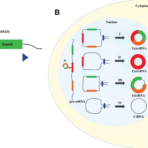 Diagram For Biogenesis And Functions Of Circrnas A Schematic Diagram Download Scientific