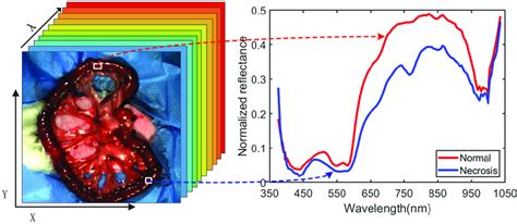 Illustration Of The Spatial And Spectral Characteristics Of A Download Scientific Diagram
