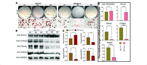 Runx1 Overexpression Inhibits 3t3 L1 Preadipocyte Differentiation Download Scientific