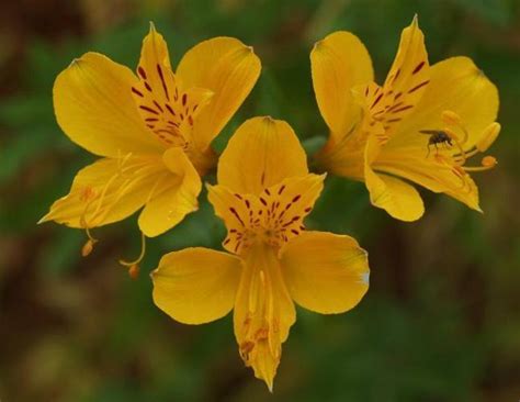 Flowerssegmentation Instance Segmentation Dataset V19 Only Oxford Flower Dataset 102 No