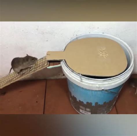 Bucket Mouse Trap Best Mouse Trap Diy Homemade Mouse Trap Artofit