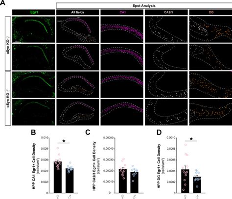 Snca Genetic Lowering Reveals Differential Cognitive Function Of Alpha Synuclein Dependent On