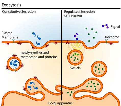 Secretory Vesicles Diagram