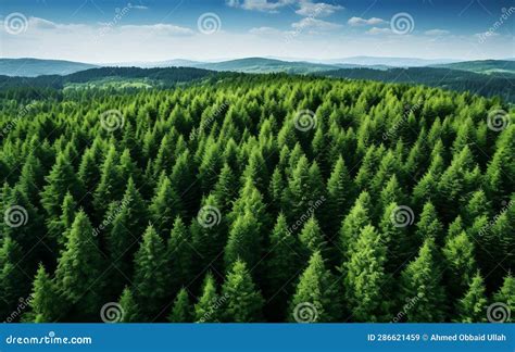 Green Forest Aerial View Stock Image Image Of Breathtaking 286621459