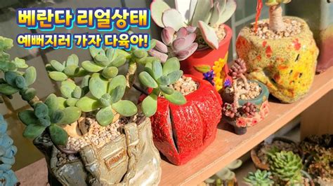 여름의 베란다 다육이 상태 펄그림 펀퀸 벨라도나 사랑미인 Youtube