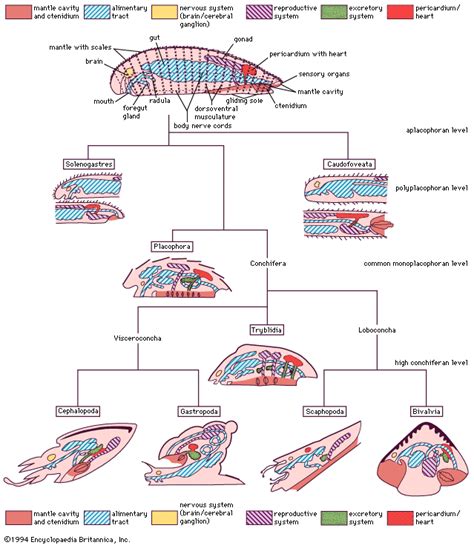 Coleoid Cephalopod Subclass Britannica