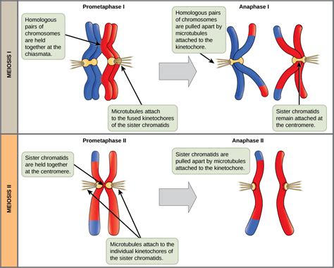 Meiosis I Biology For Non Majors I