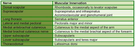 Brachial Plexus Muscle Innervation Chart